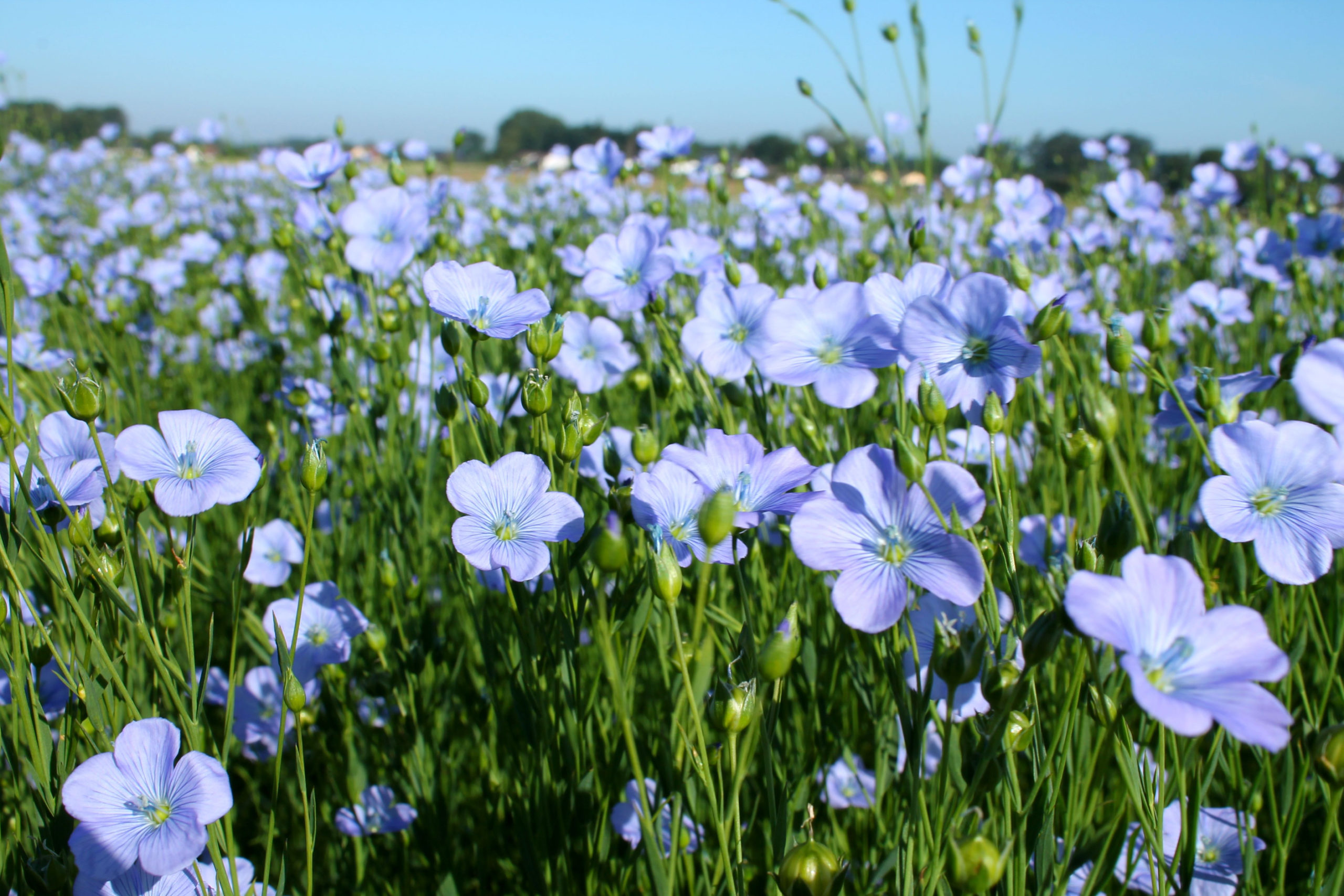 LIN'spiration, quand le lin inspire nos artisans - OT Yvetot