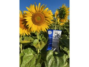 Chips LA 76 - OT Yvetot